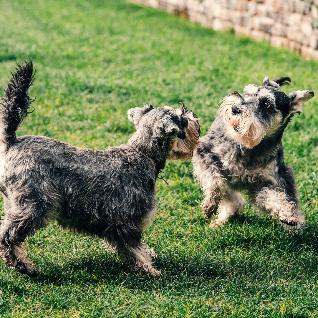 How To Create A Dog Friendly Garden | Barking Bags | Blog | Read More