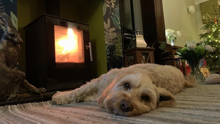 It’s time to talk about poo – Barking Bags